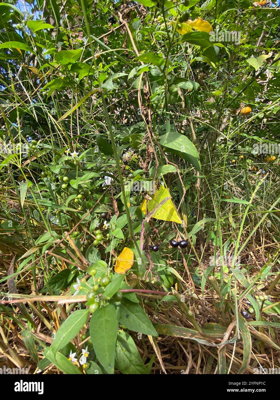 American black nightshade (Solanum americanum Stock Photo - Alamy