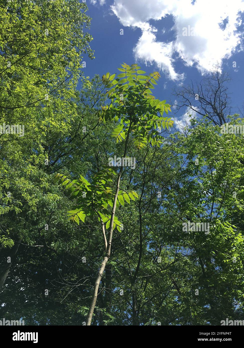 Tun tree (Toona sinensis Stock Photo - Alamy