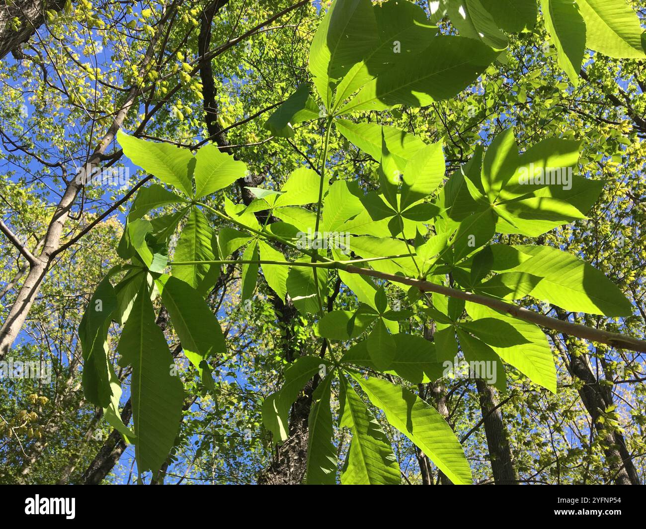 yellow buckeye (Aesculus flava Stock Photo - Alamy