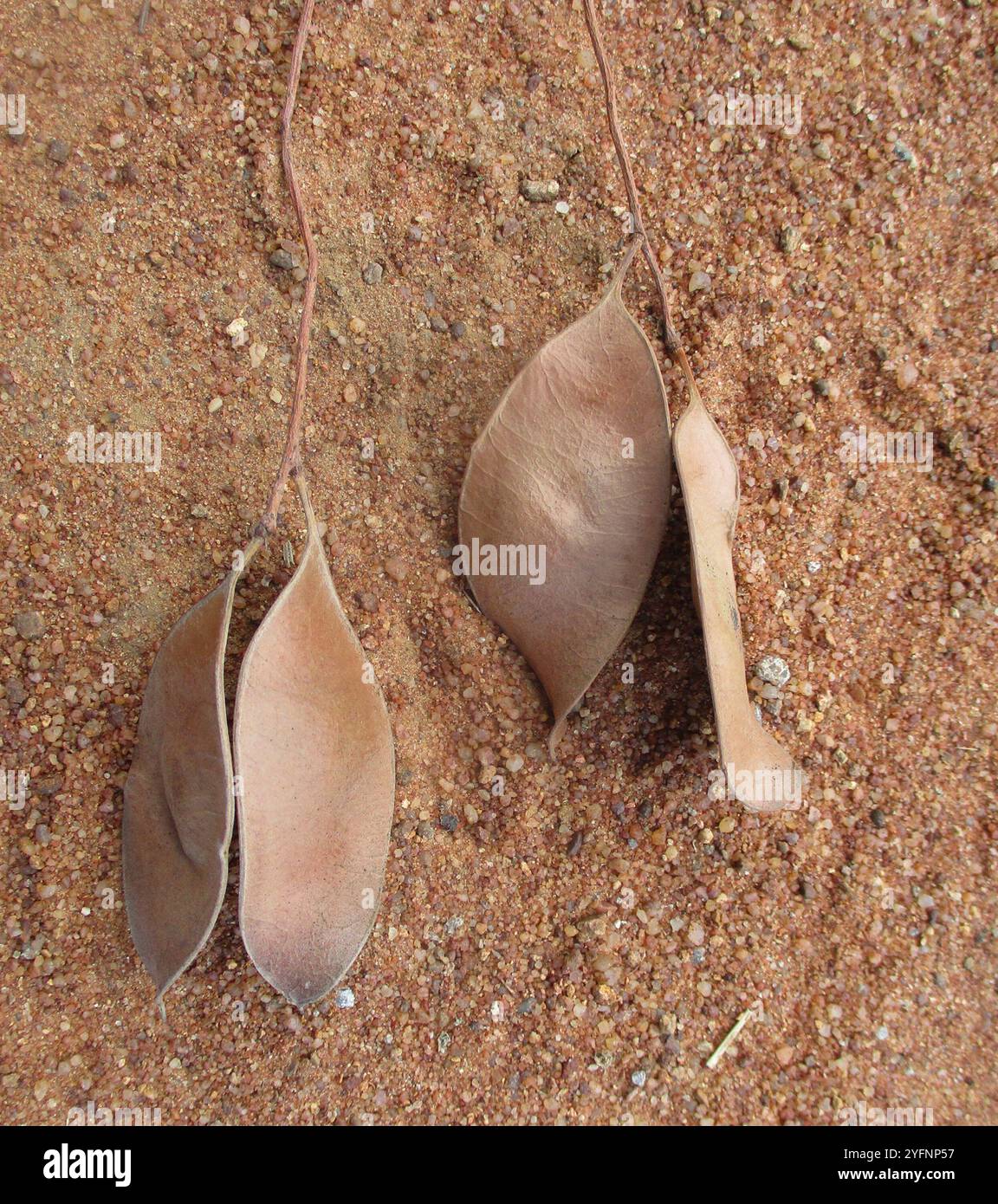 wild syringa (Burkea africana Stock Photo - Alamy