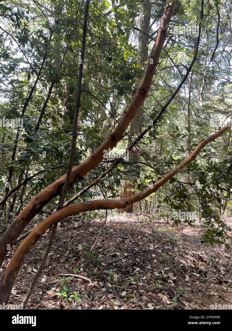 Pacific madrone (Arbutus menziesii Stock Photo - Alamy