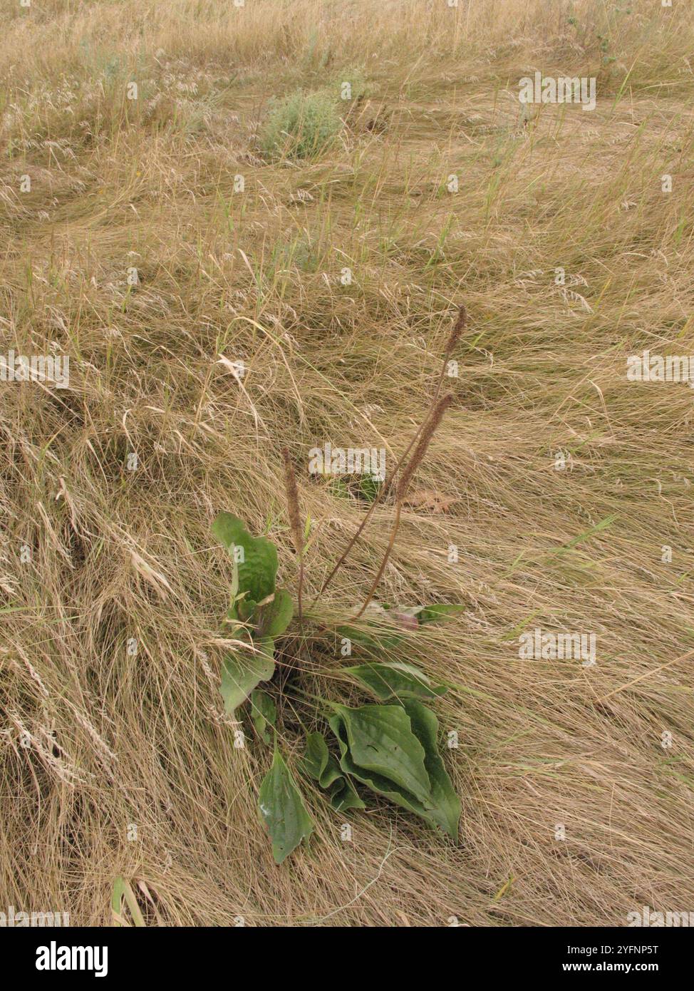 Plantago maxima hi-res stock photography and images - Alamy