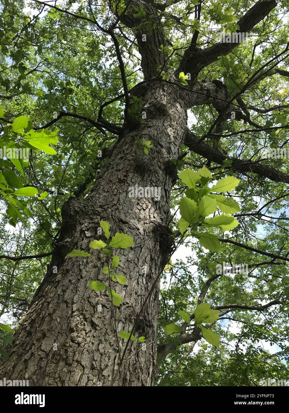 chinkapin oak (Quercus muehlenbergii Stock Photo - Alamy