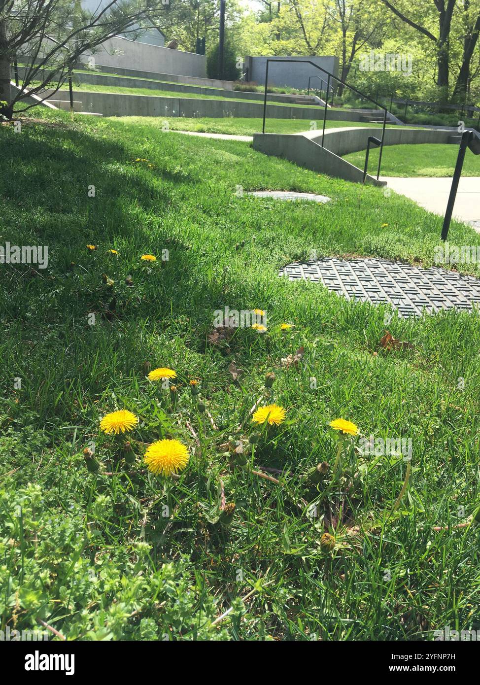 common dandelion (Taraxacum officinale Stock Photo - Alamy