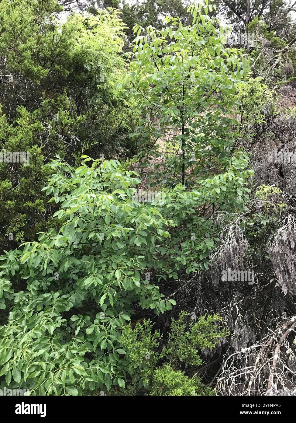 Texas ash (Fraxinus albicans Stock Photo - Alamy