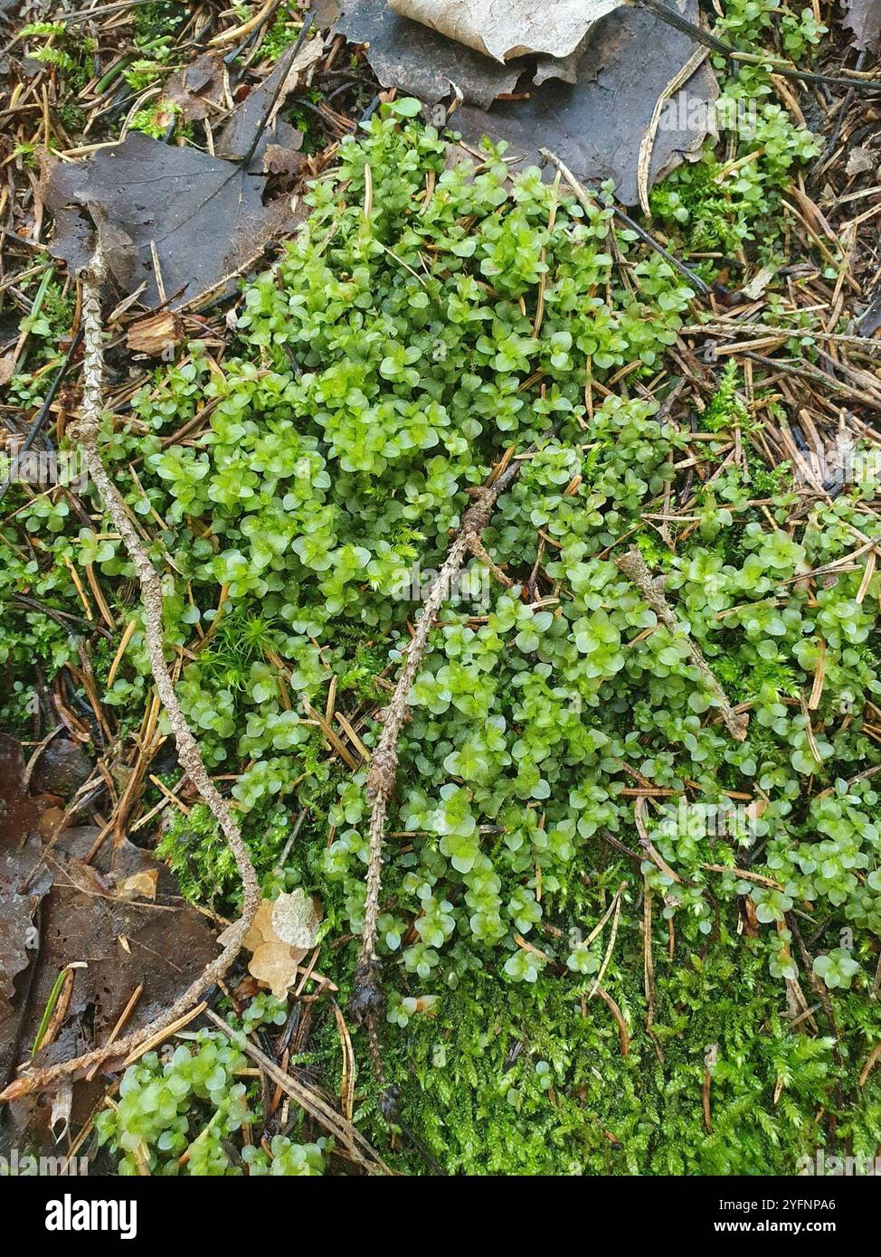 Dotted Thyme-moss (Rhizomnium punctatum Stock Photo - Alamy