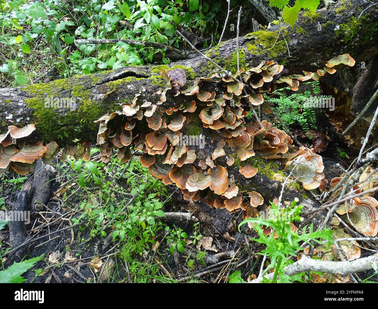 False Turkey-Tail (Stereum ostrea Stock Photo - Alamy