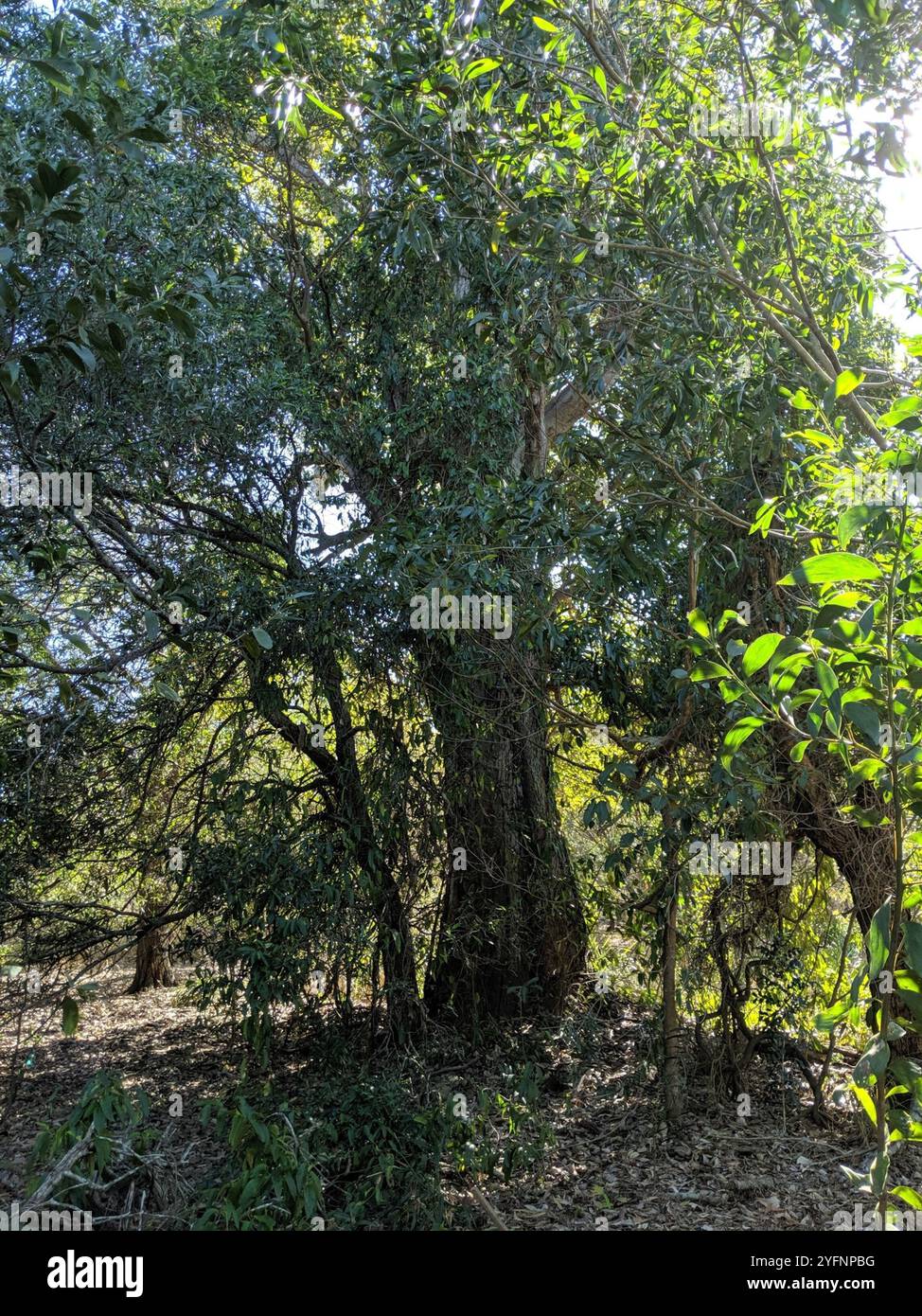 Axe Gapper (Geijera salicifolia Stock Photo - Alamy
