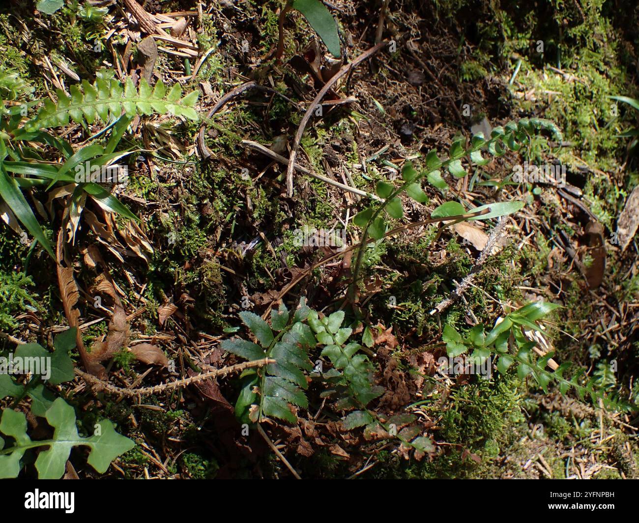 western sword fern (Polystichum munitum Stock Photo - Alamy