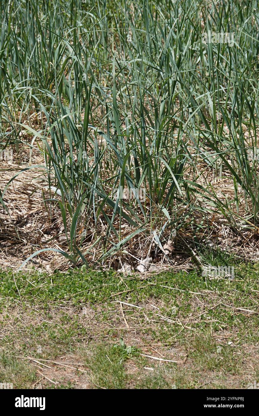 American dune grass leymus mollis hi-res stock photography and images - Alamy