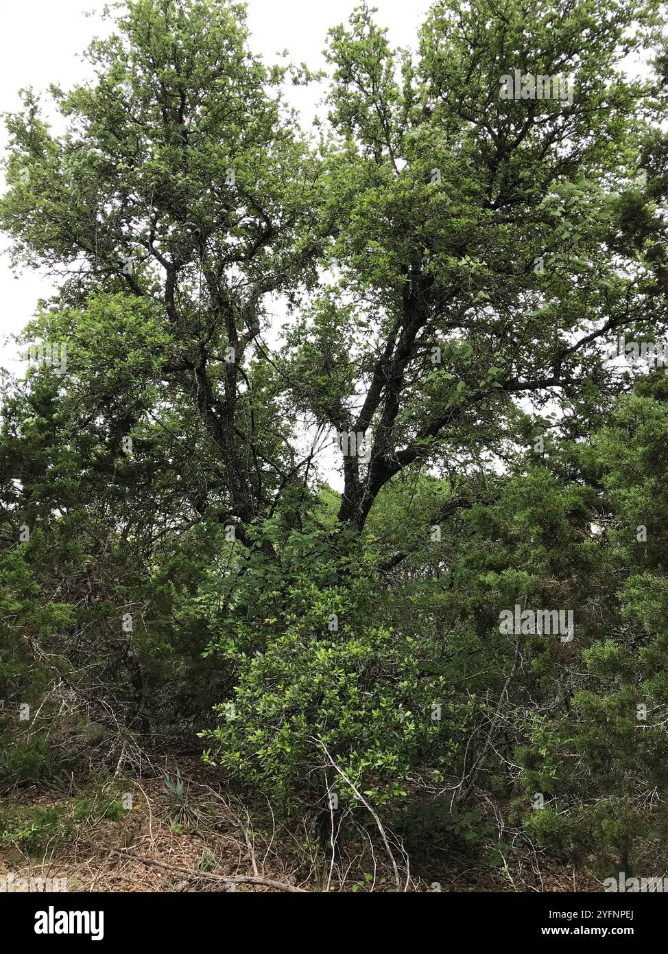 Texas live oak (Quercus fusiformis Stock Photo - Alamy