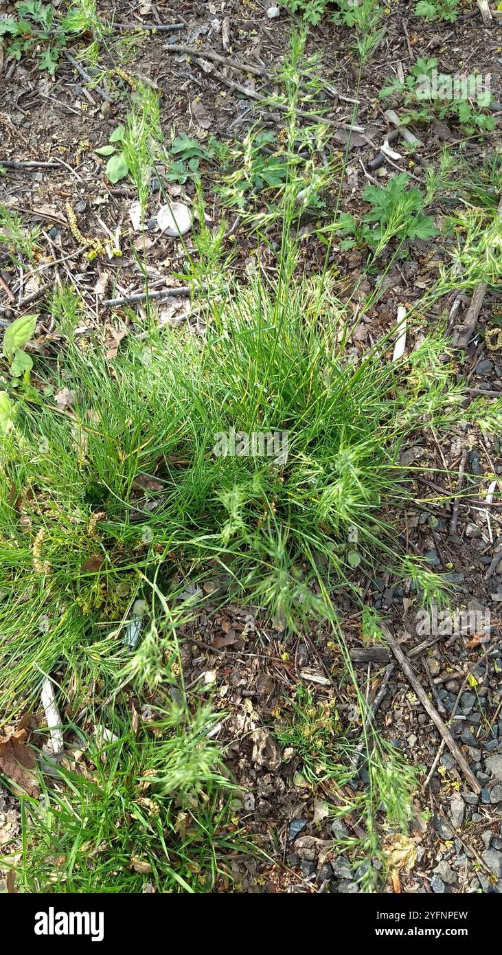 Bulbous Bluegrass (Poa bulbosa Stock Photo - Alamy