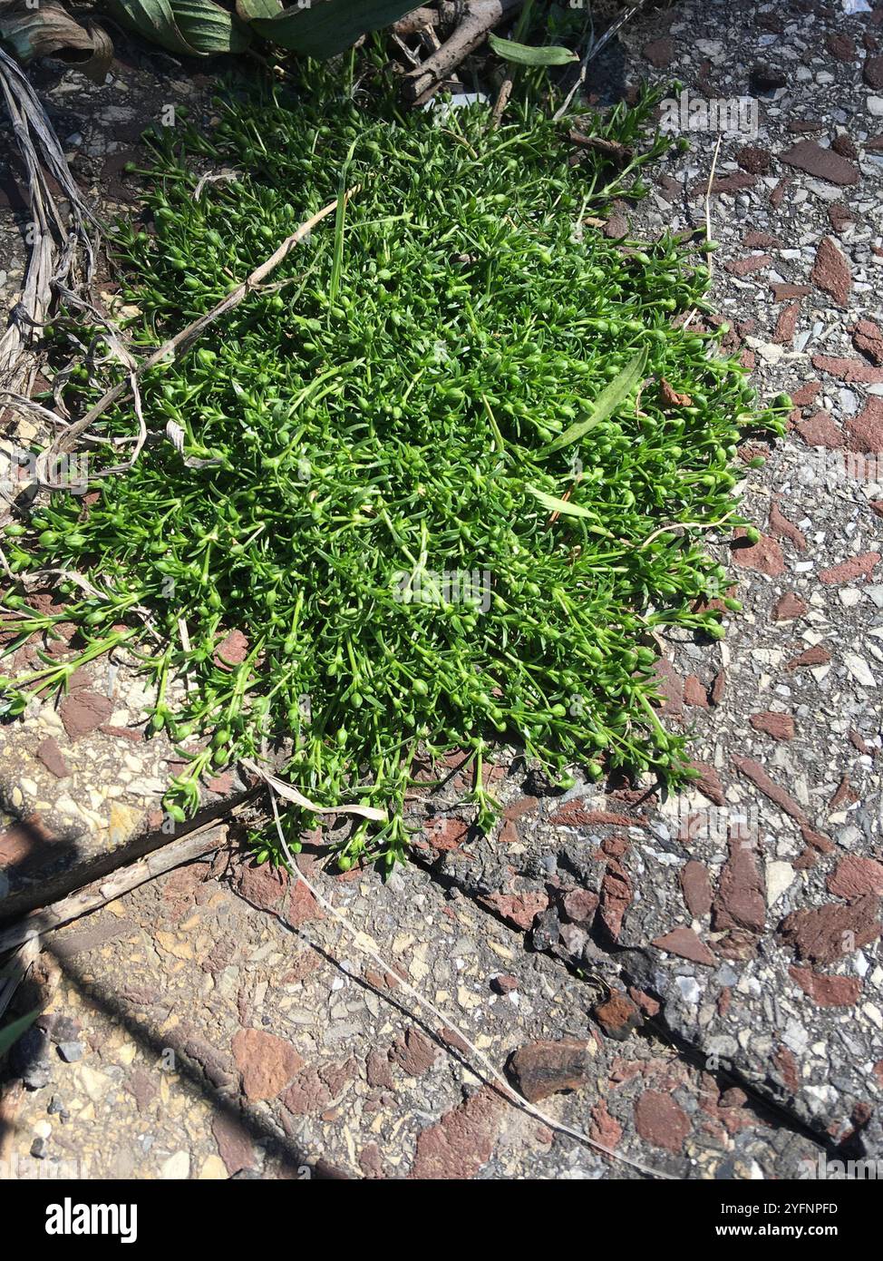 Procumbent Pearlwort (Sagina procumbens Stock Photo - Alamy