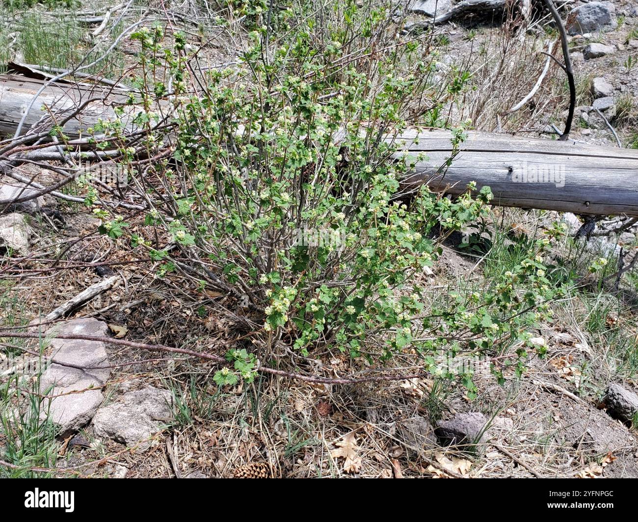 Wolfii hi-res stock photography and images - Alamy