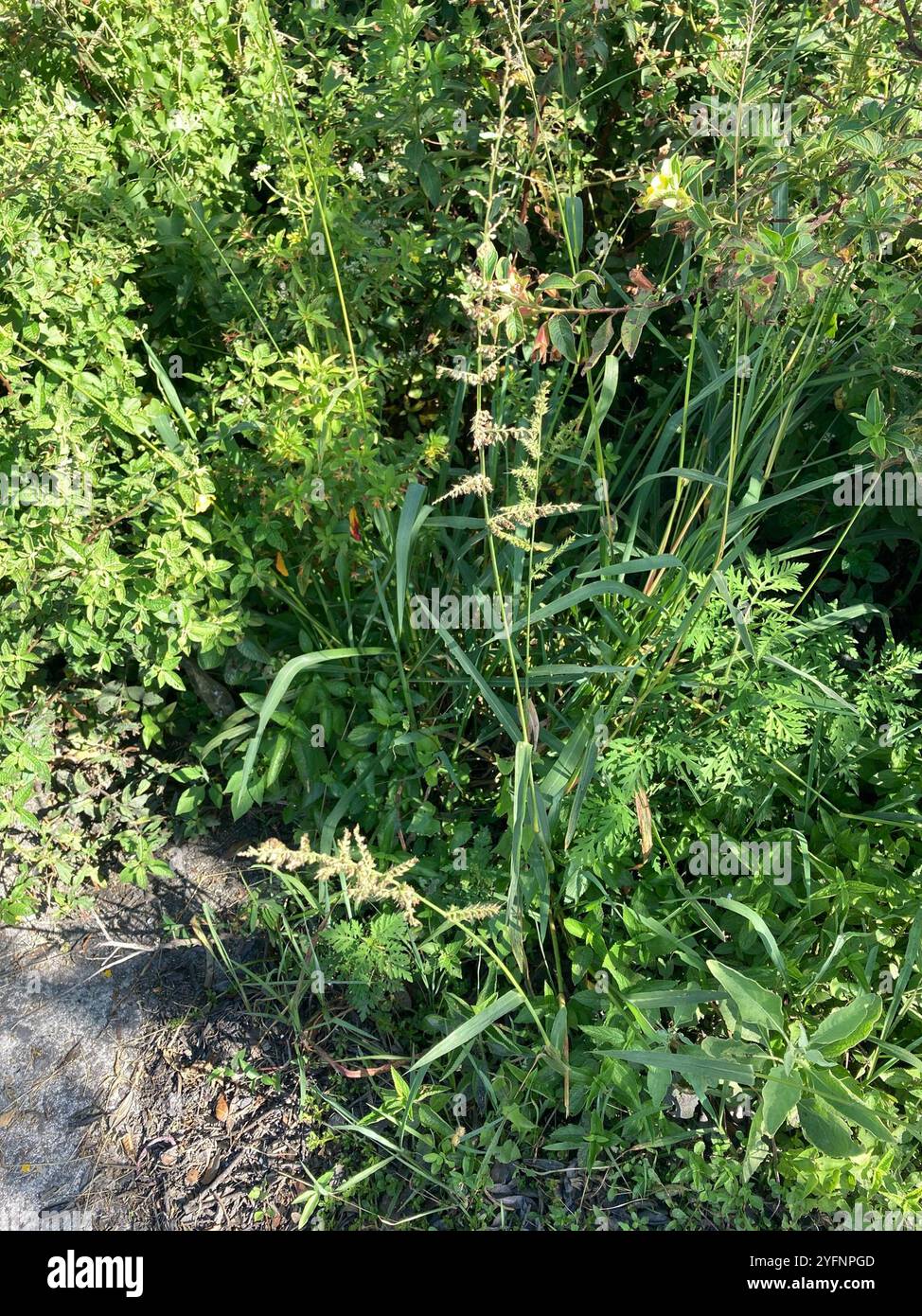 Barnyard Grasses (Echinochloa Stock Photo - Alamy