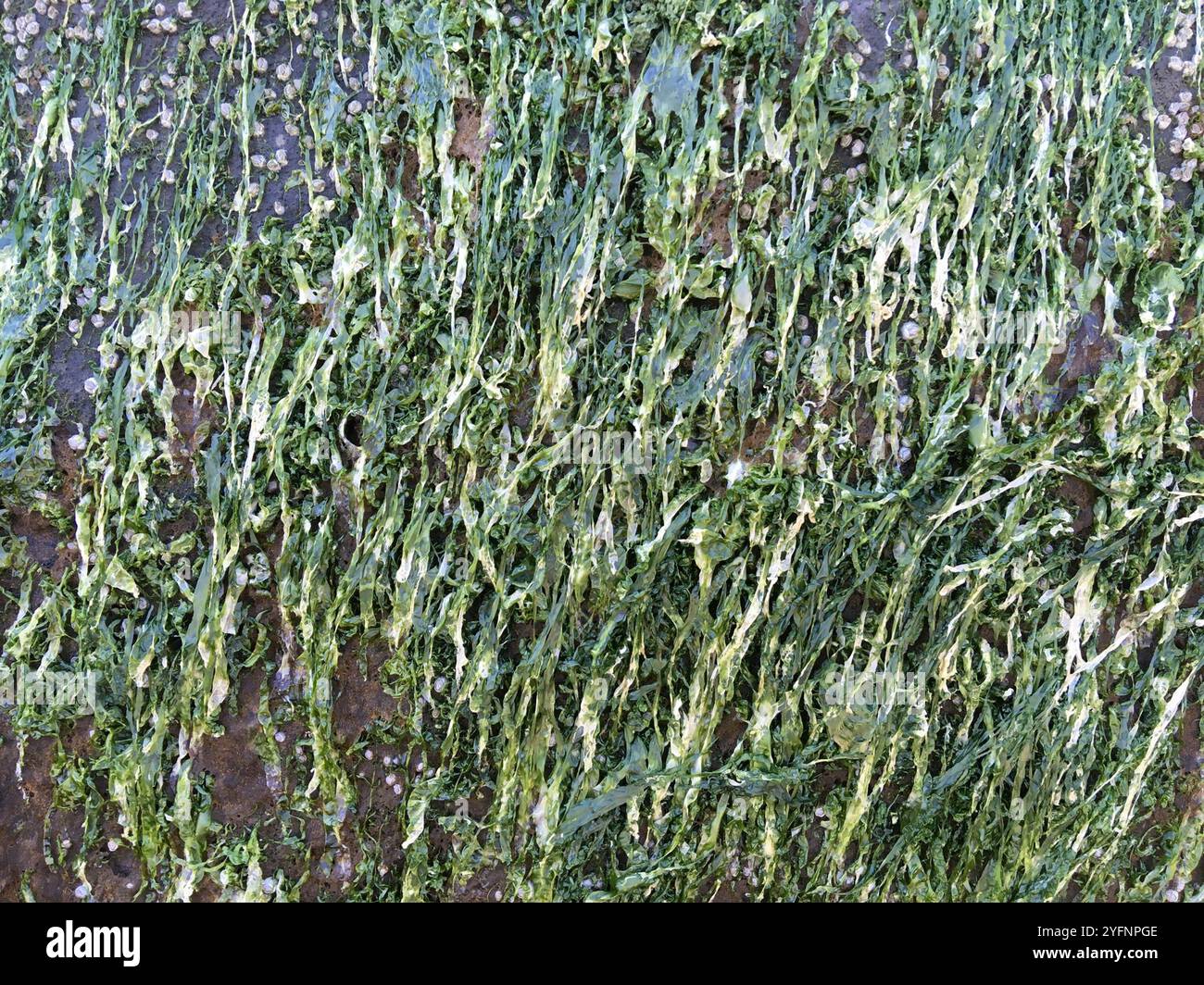 green algae (Chlorophyta Stock Photo - Alamy