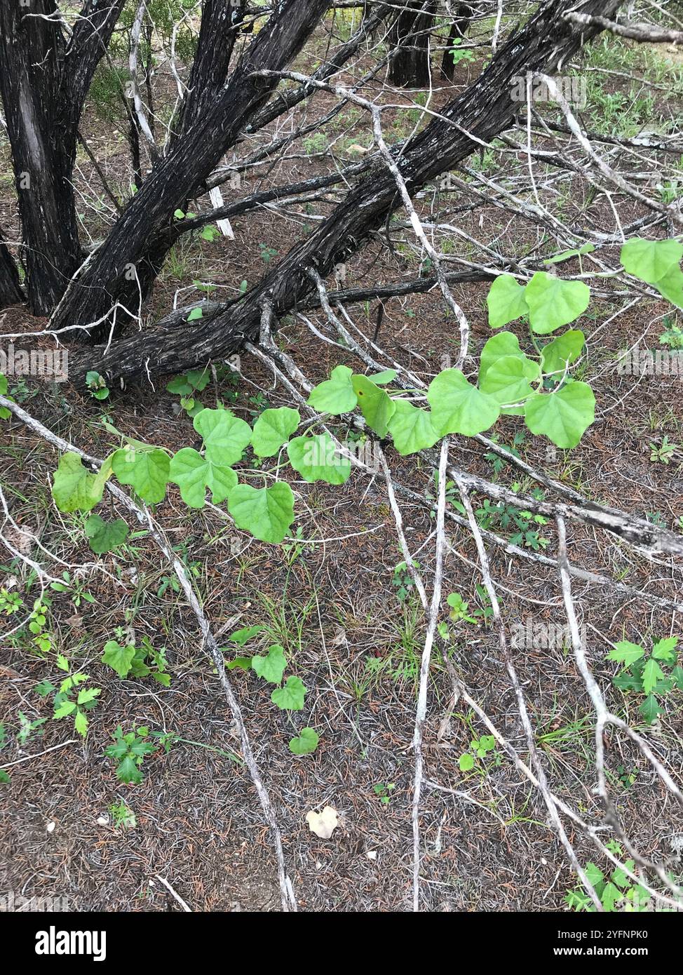 Carolina snailseed (Nephroia carolina Stock Photo - Alamy