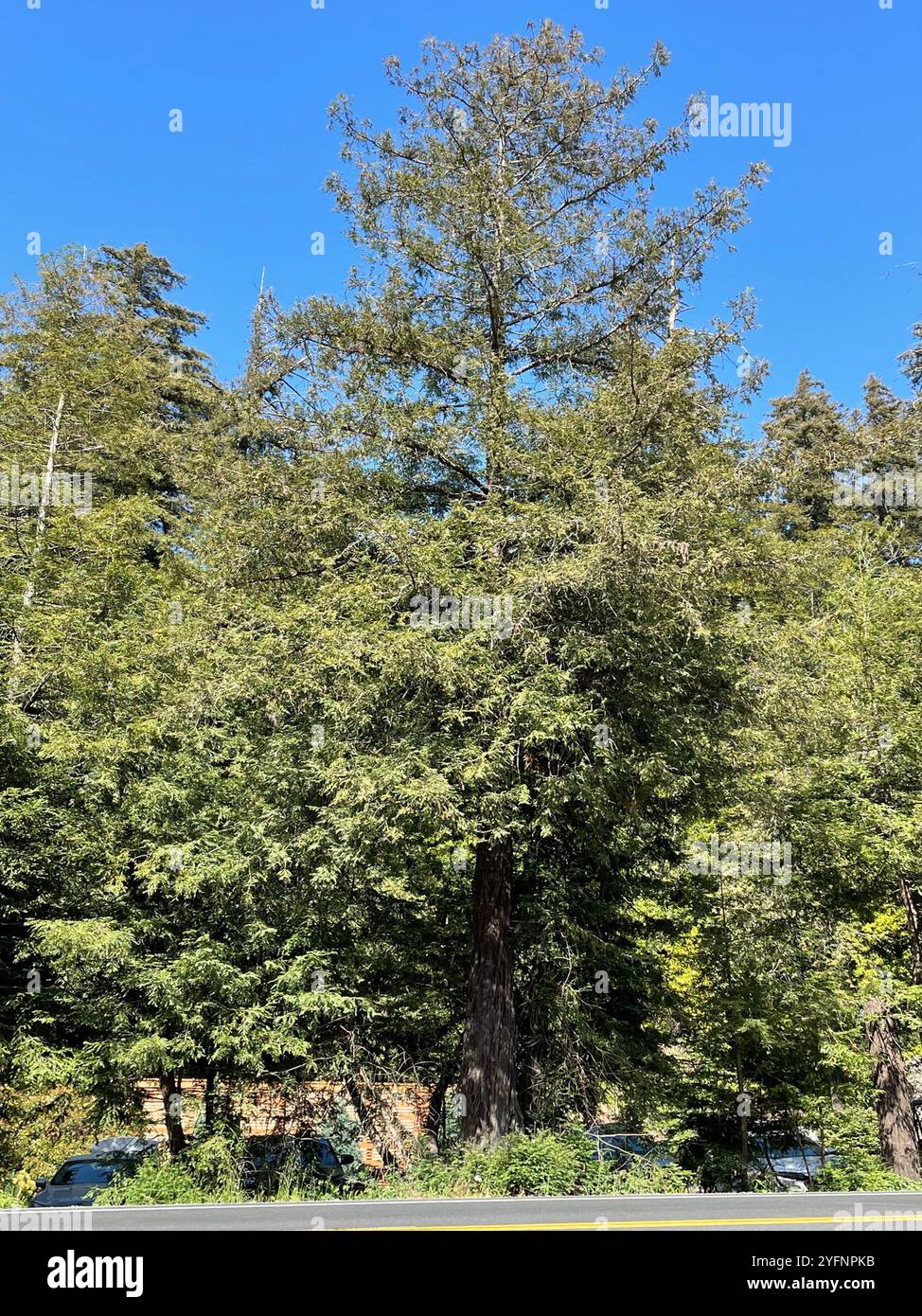 coast redwood (Sequoia sempervirens Stock Photo - Alamy