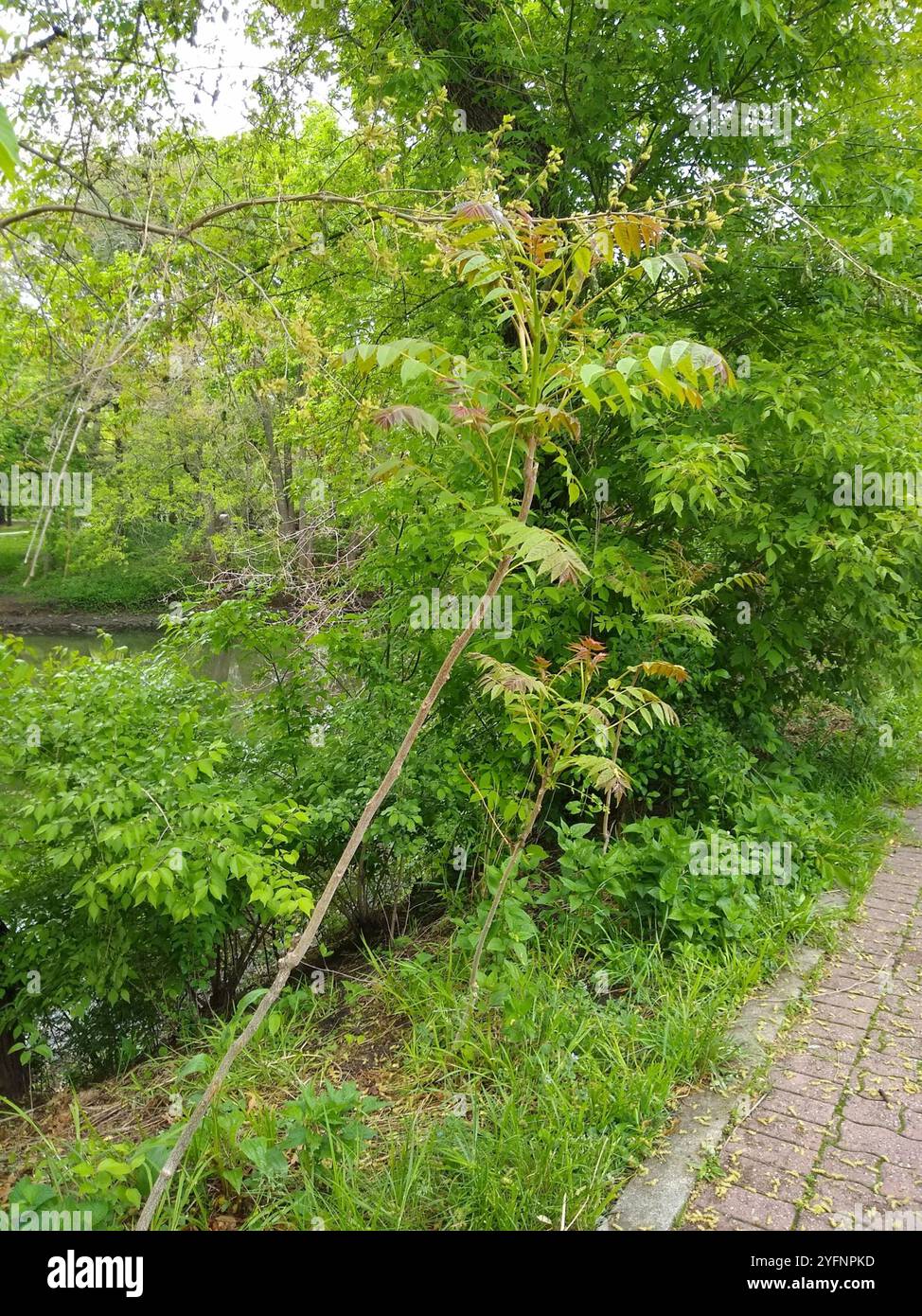 tree-of-heaven (Ailanthus altissima Stock Photo - Alamy