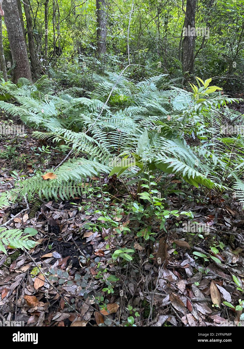 cinnamon fern (Osmundastrum cinnamomeum Stock Photo - Alamy