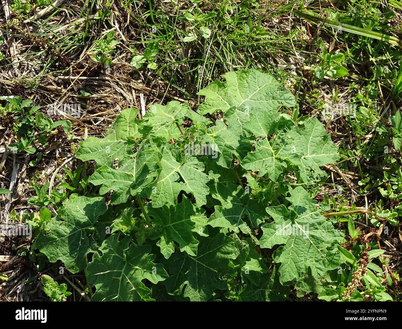 tropical soda-apple (Solanum viarum Stock Photo - Alamy