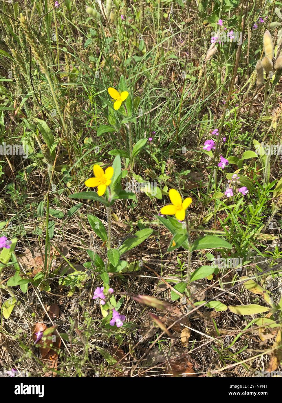 Texas yellow star (Lindheimera texana Stock Photo - Alamy