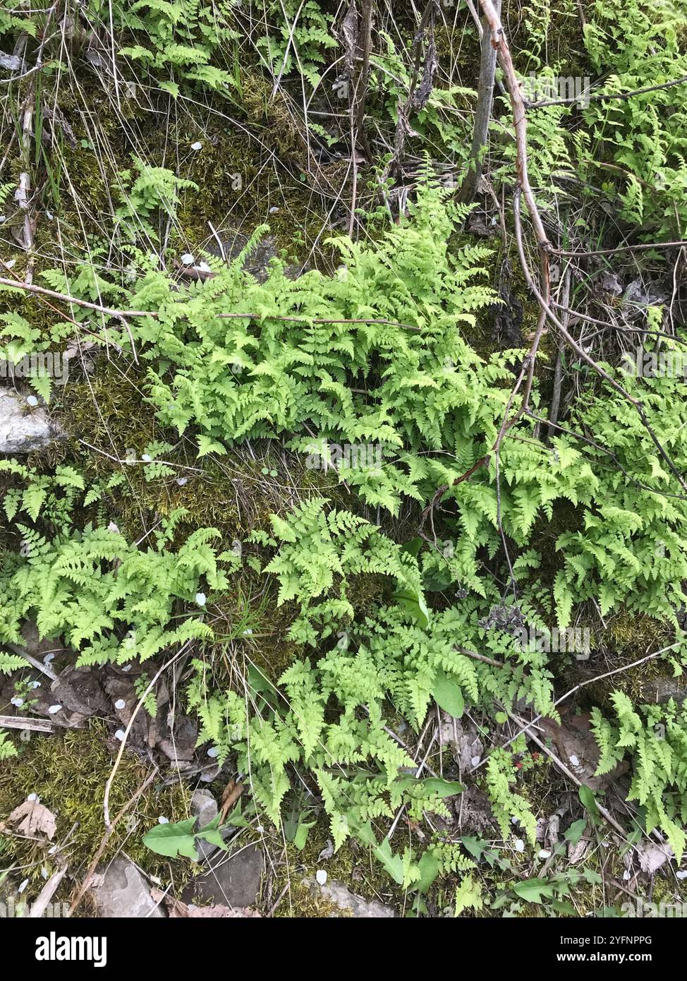 fragile ferns (Cystopteris Stock Photo - Alamy