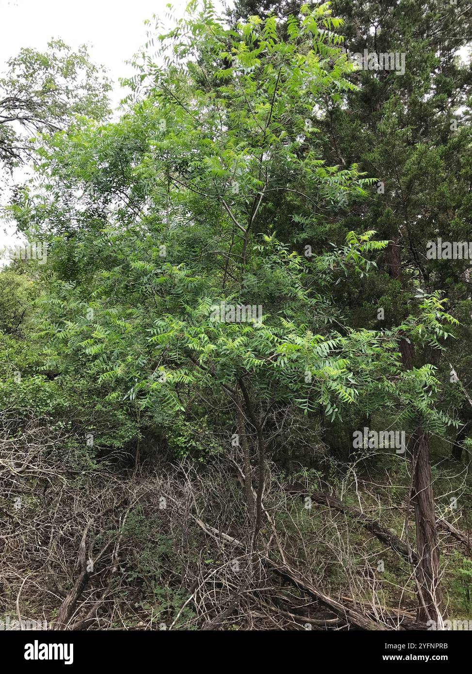 Prairie flameleaf sumac (Rhus lanceolata Stock Photo - Alamy