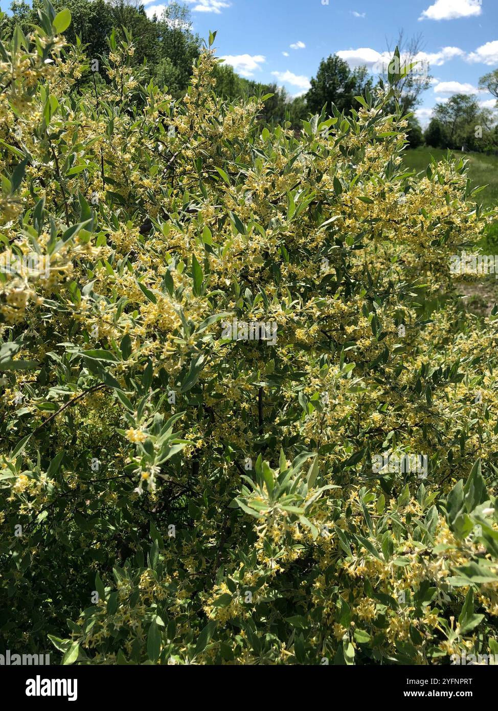 autumn olive (Elaeagnus umbellata Stock Photo - Alamy