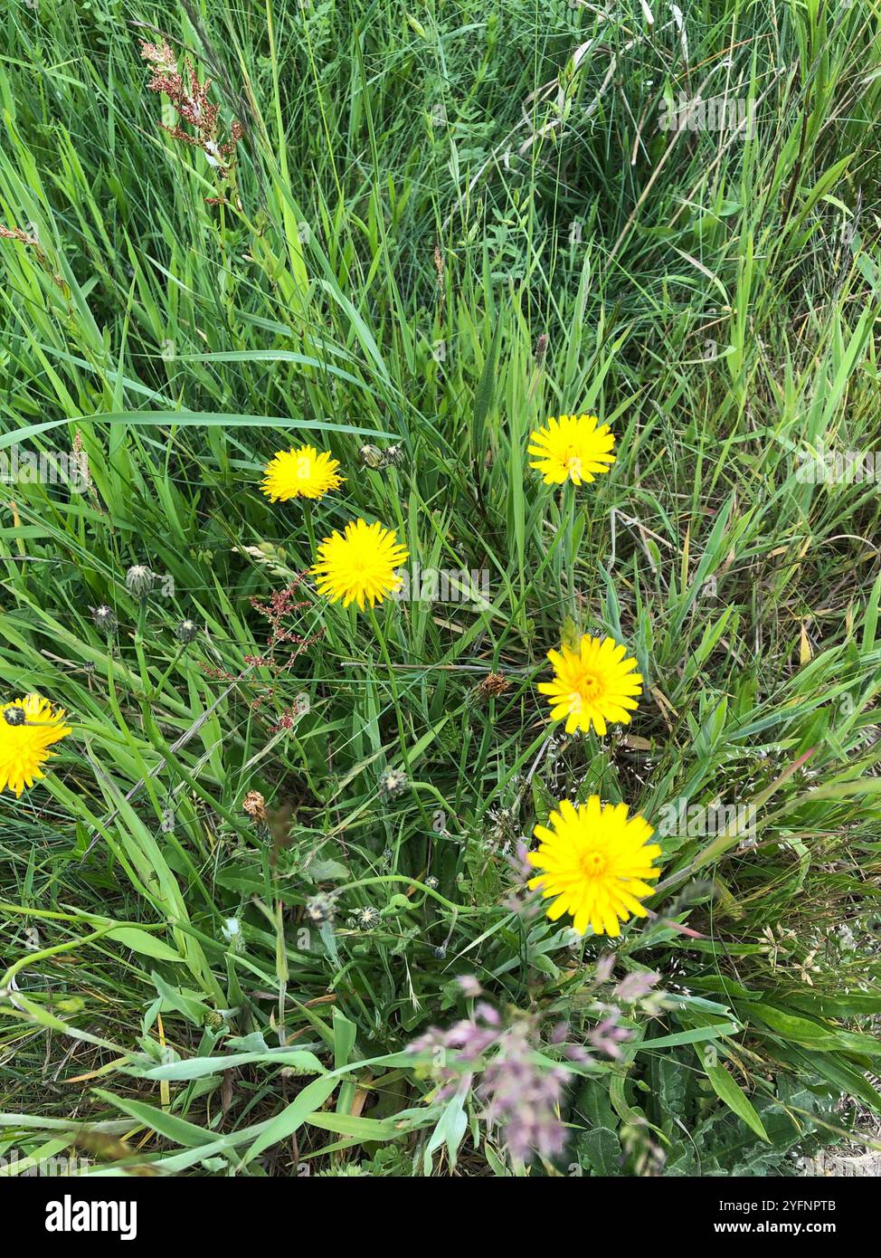 Common Cat's-ear (Hypochaeris radicata Stock Photo - Alamy