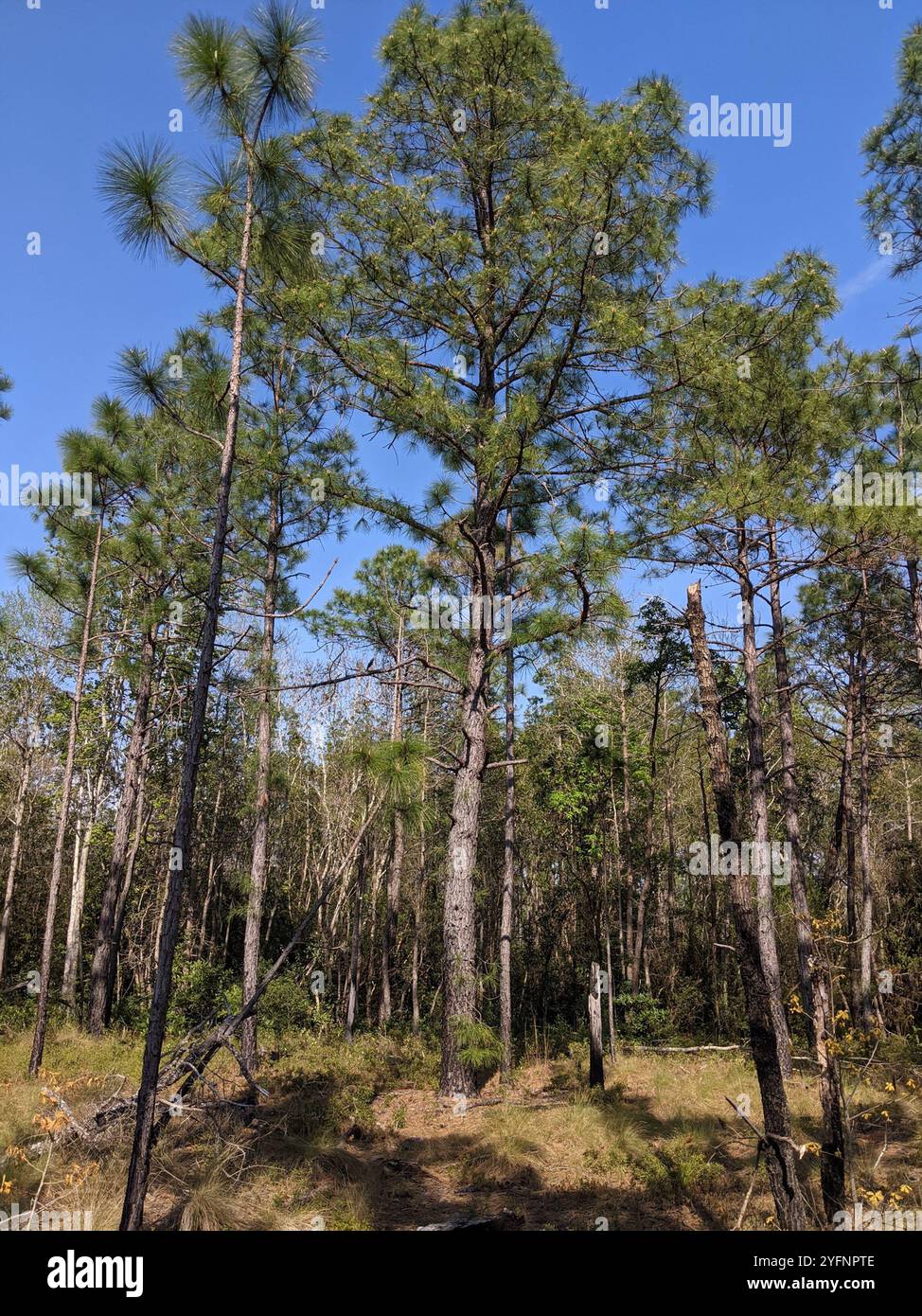 pond pine (Pinus serotina Stock Photo - Alamy