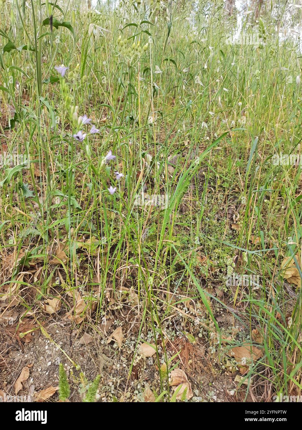Rampion (Campanula rapunculus Stock Photo - Alamy