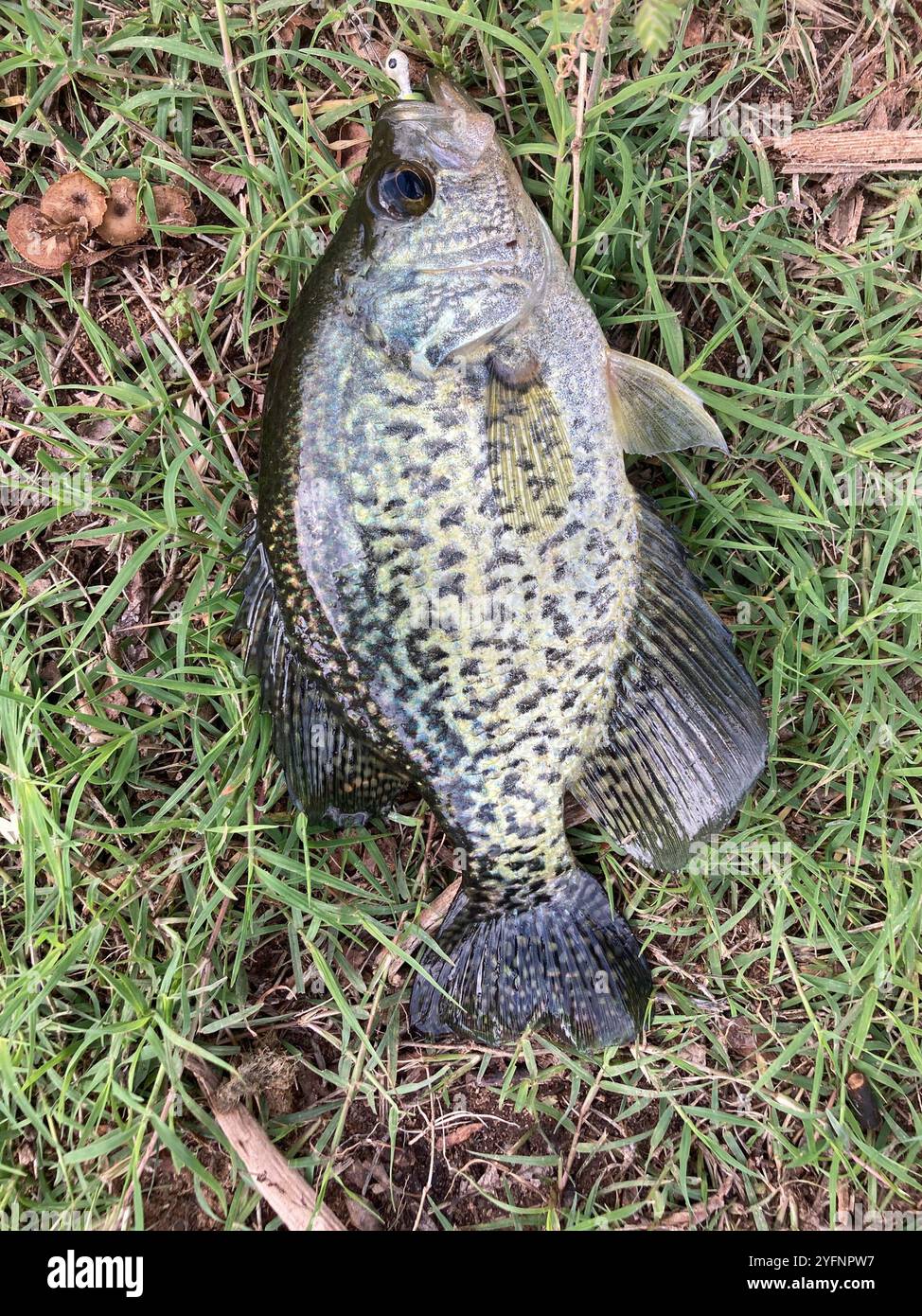 Black Crappie (Pomoxis nigromaculatus Stock Photo - Alamy