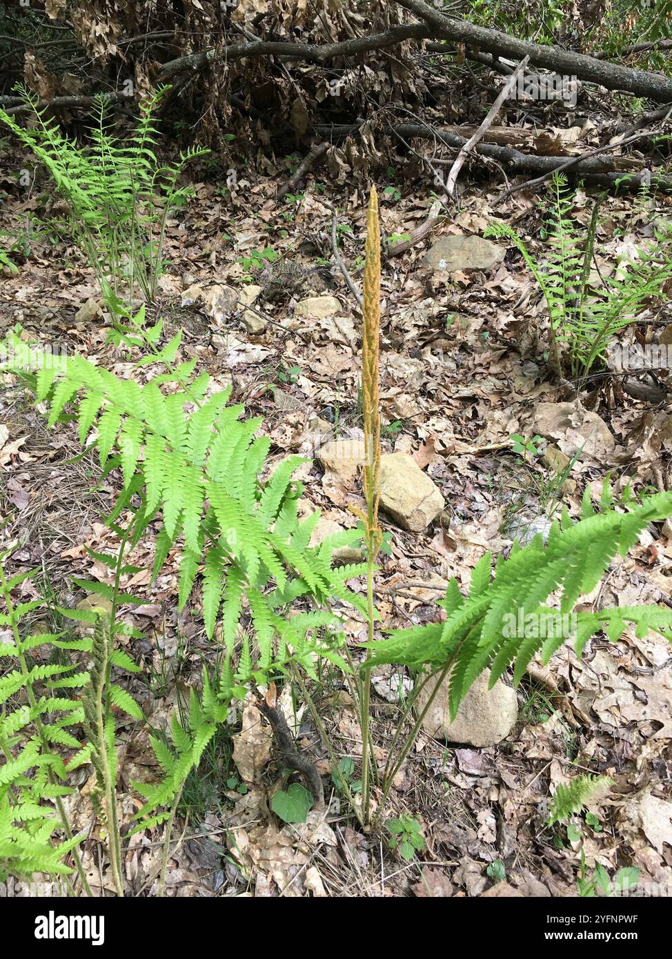 cinnamon fern (Osmundastrum cinnamomeum Stock Photo - Alamy