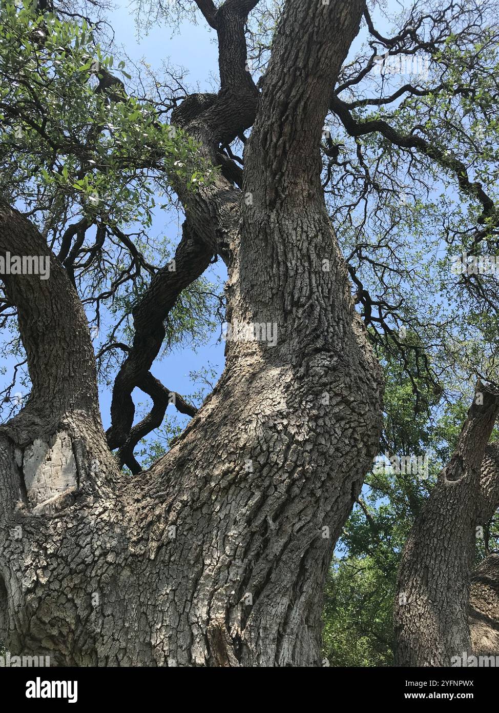 Texas live oak (Quercus fusiformis Stock Photo - Alamy