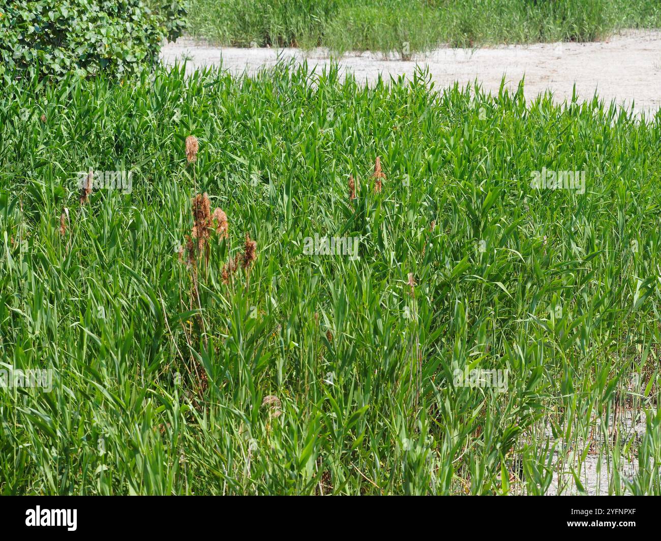 common reed (Phragmites australis Stock Photo - Alamy
