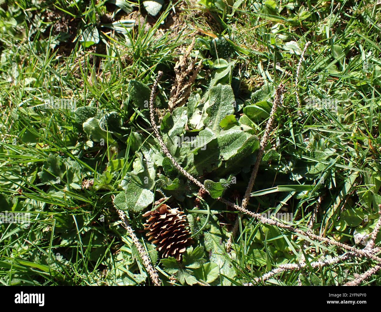 Common Cat's-ear (Hypochaeris radicata Stock Photo - Alamy