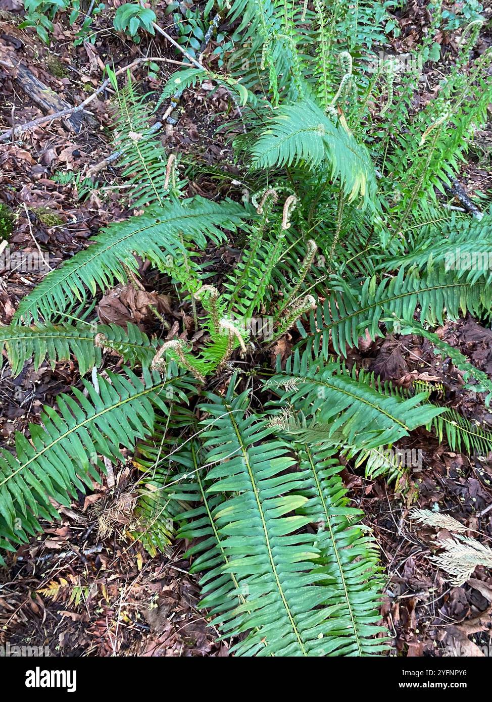 western sword fern (Polystichum munitum Stock Photo - Alamy