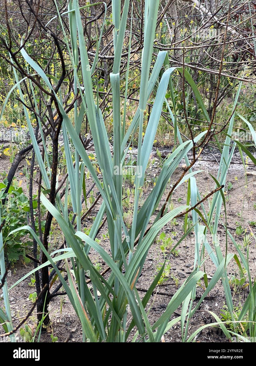 giant wild rye (Leymus condensatus Stock Photo - Alamy