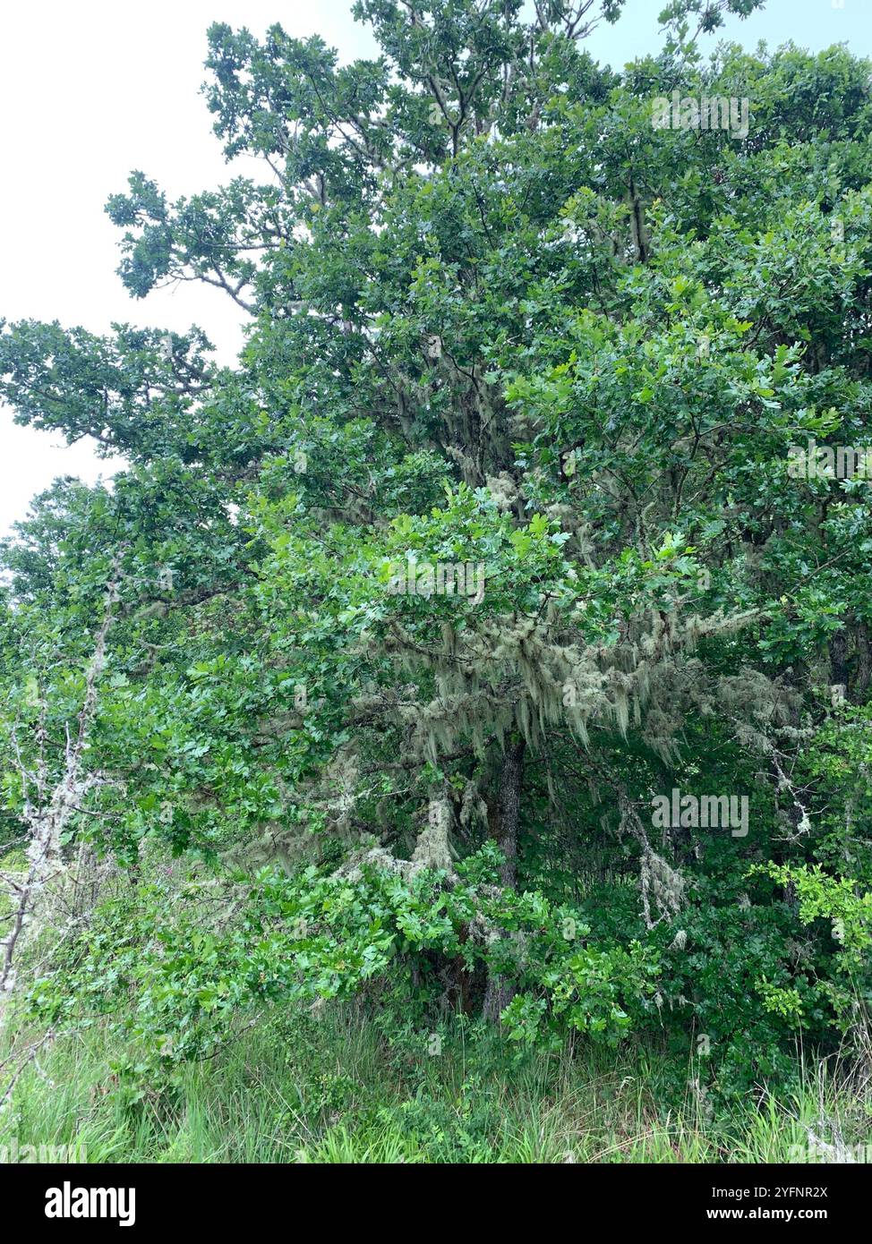 Oregon oak (Quercus garryana Stock Photo - Alamy