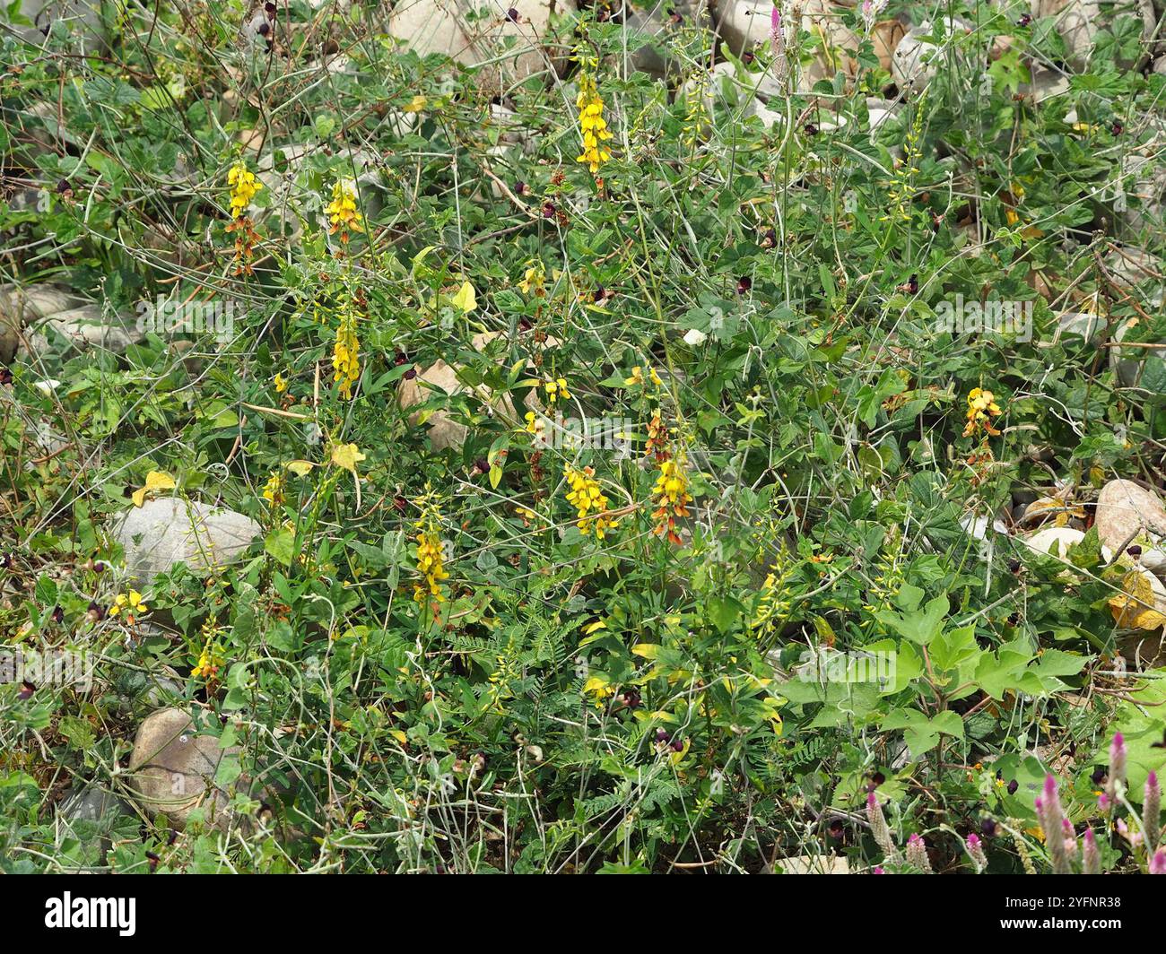 West Indian Rattlebox (Crotalaria trichotoma Stock Photo - Alamy