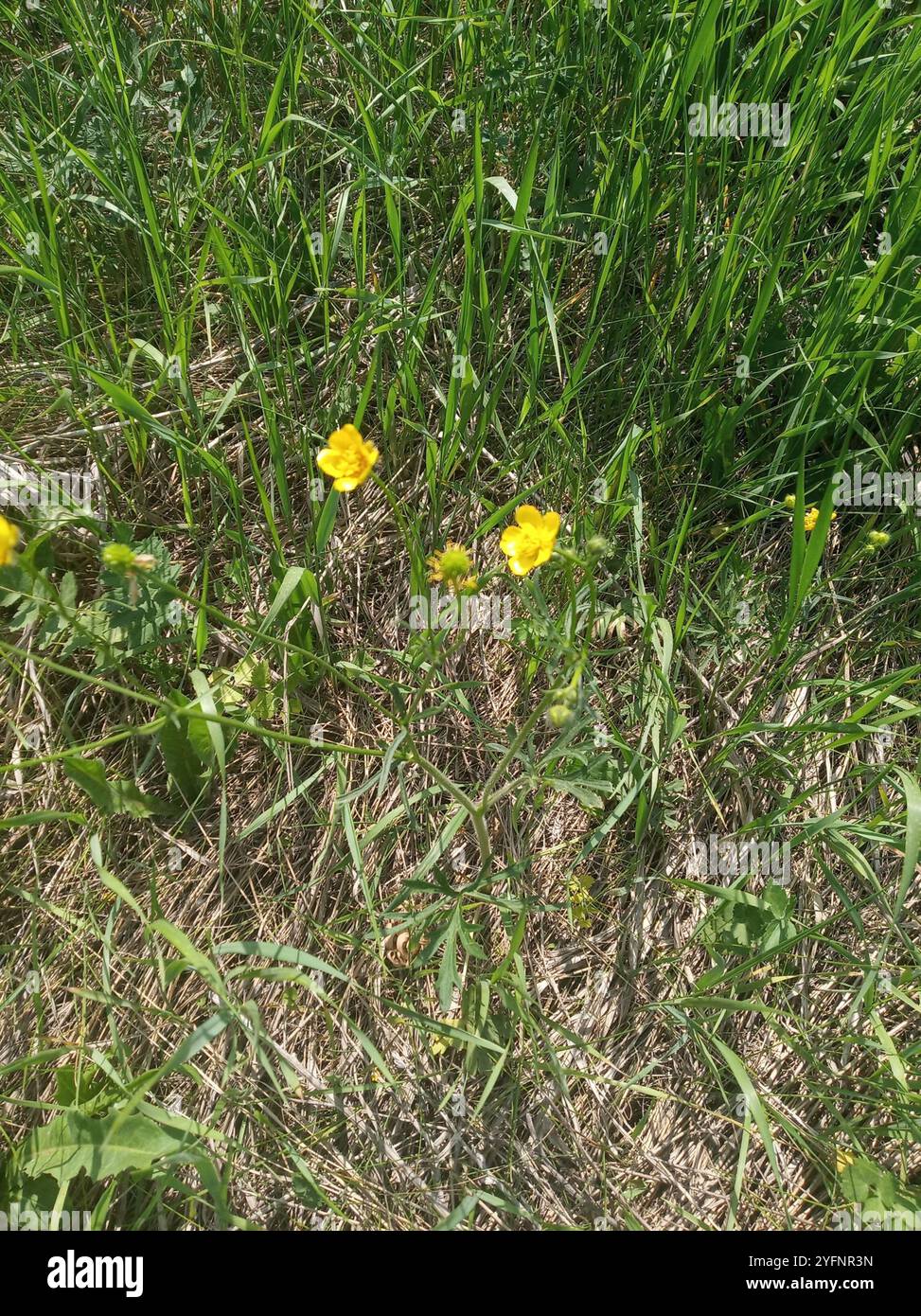 Multi-flowered Buttercup (Ranunculus polyanthemos Stock Photo - Alamy