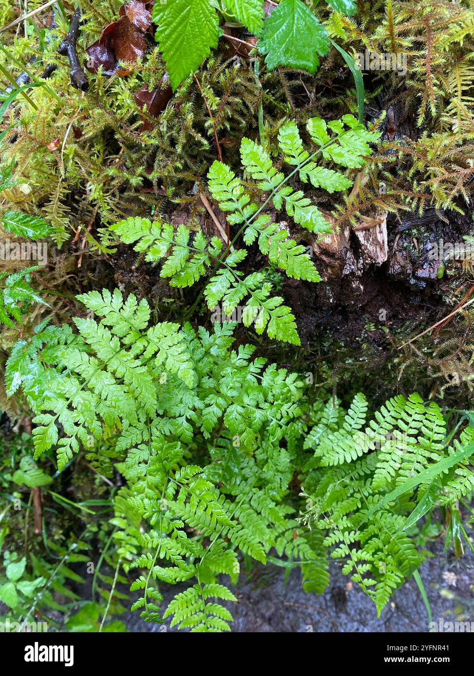 wood ferns (Dryopteris Stock Photo - Alamy