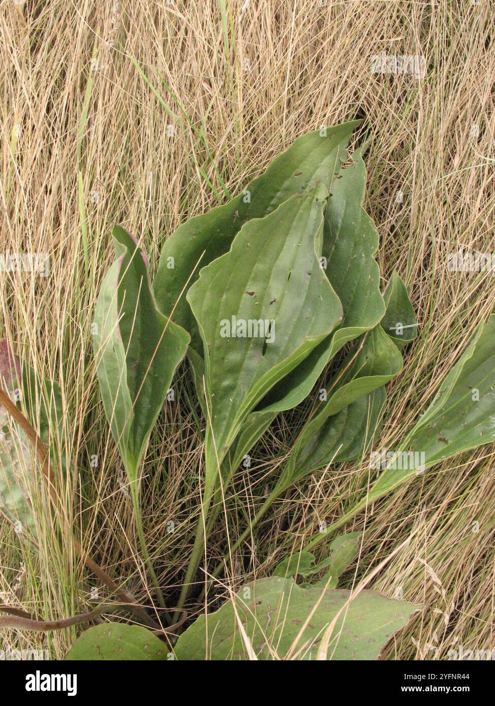 Plantago maxima hi-res stock photography and images - Alamy