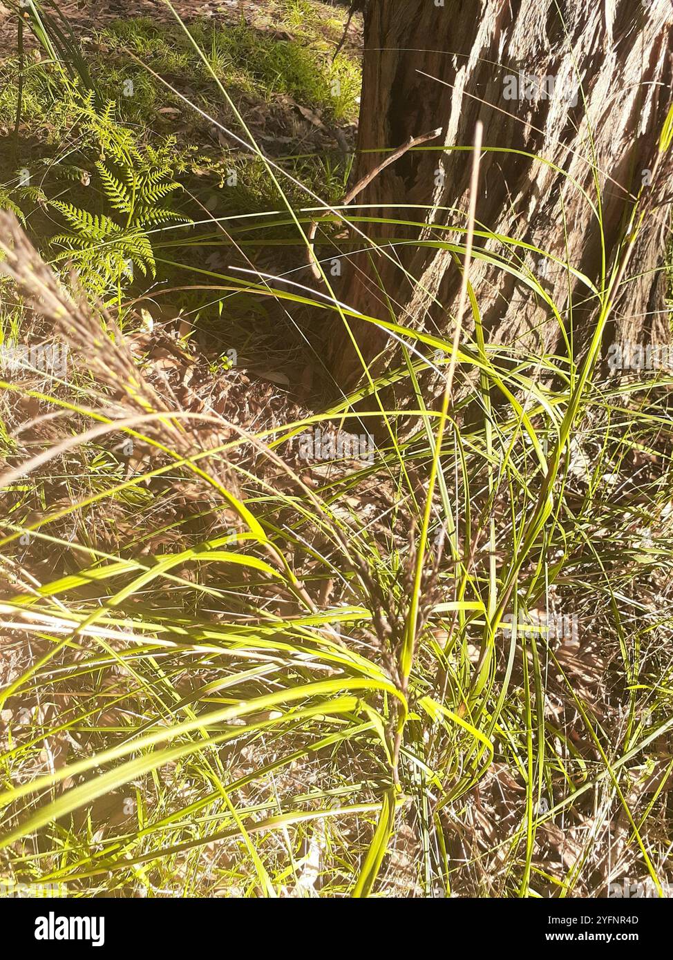 Thatch Saw-sedge (Gahnia radula Stock Photo - Alamy