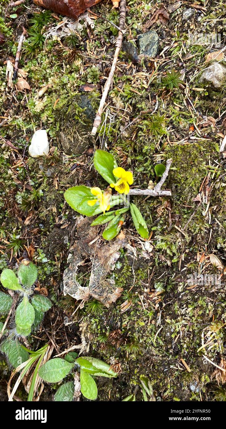Round-leaved Violet (Viola rotundifolia Stock Photo - Alamy
