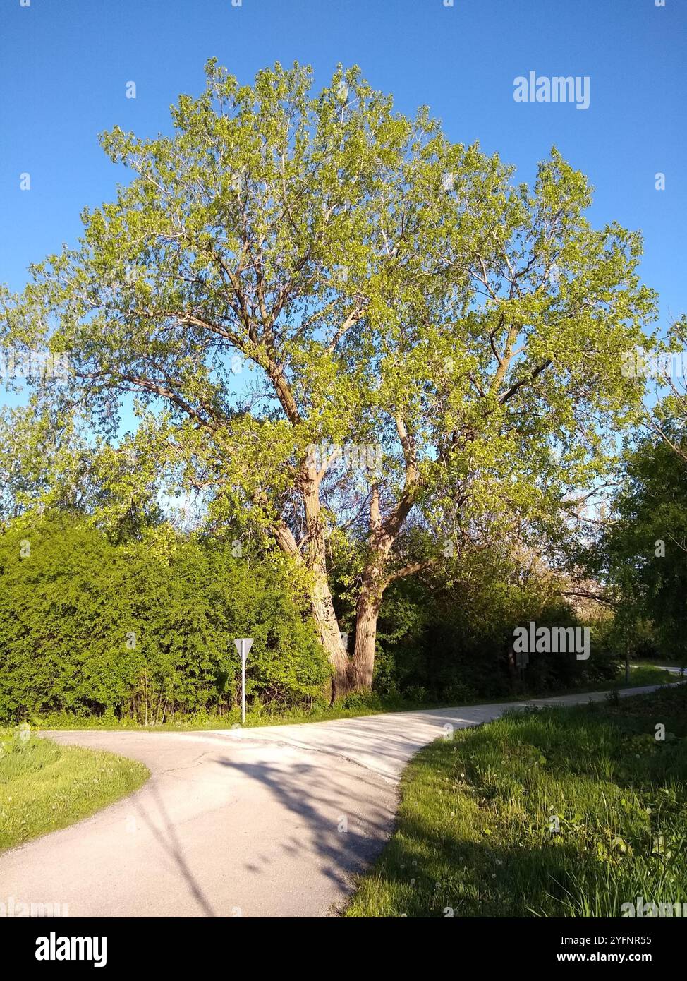 Eastern Cottonwood (Populus deltoides Stock Photo - Alamy