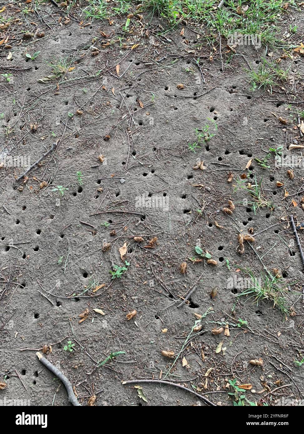 Periodical Cicadas (Magicicada Stock Photo - Alamy