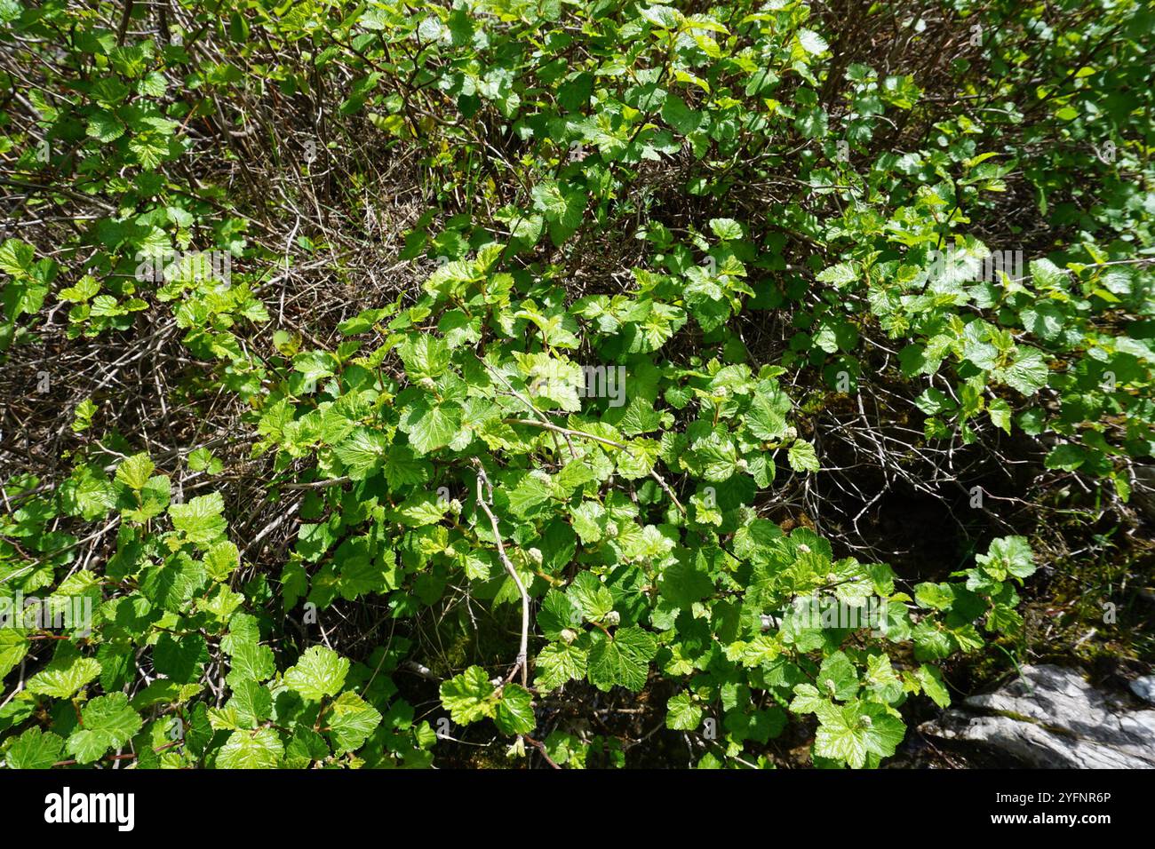 mallow-leaf ninebark (Physocarpus malvaceus Stock Photo - Alamy