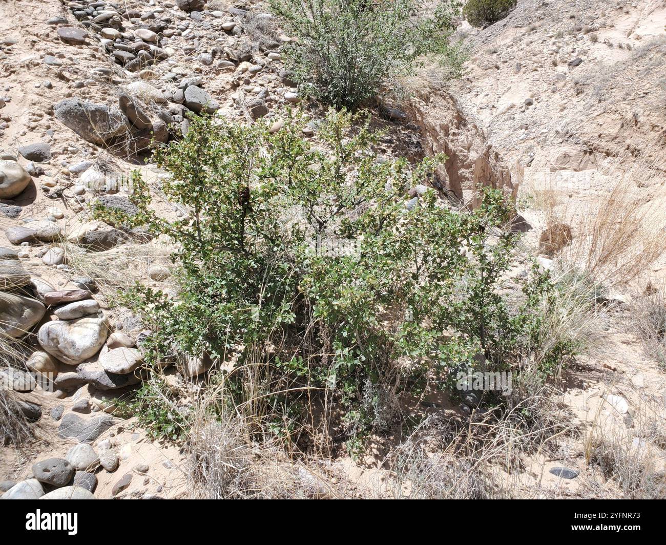 Alderleaf mountain mahogany hi-res stock photography and images - Alamy